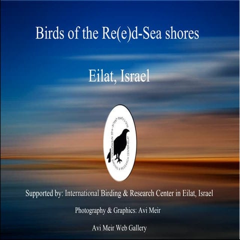 Birds Of The Red-Sea, Eilat, Israel | PPS