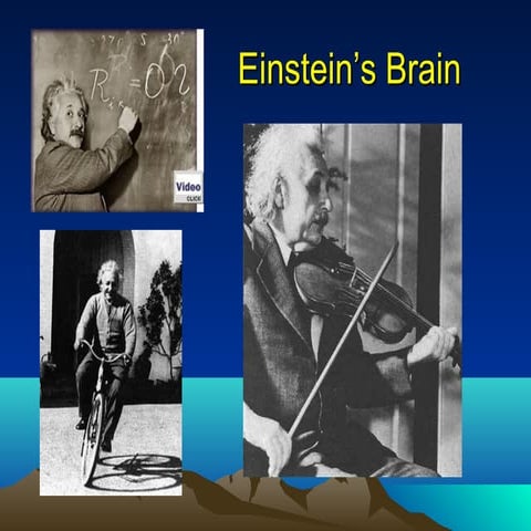 Einsteins brain | PPT