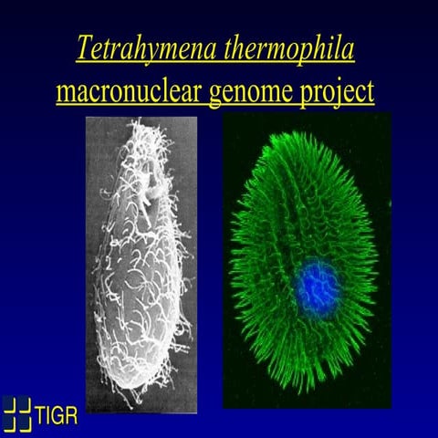 Tetrahymena genome project update 2004 by Jonathan Eisen | PPT