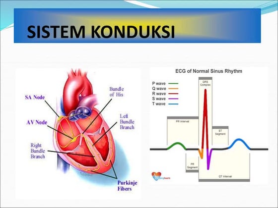 THE TYPES OF ELECTROCARDIOGRAPHY OF HUMAN | PPT