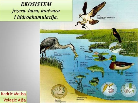 Voda prezentacija | PPTX