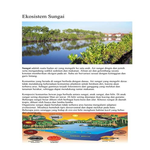 Ekosistem sungai | DOC