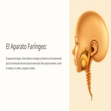 SEMINARIO DE EMBRIOLOGIA DE CABEZA, CUELLO Y DESARROLLO DE LA COLUMNA | PDF