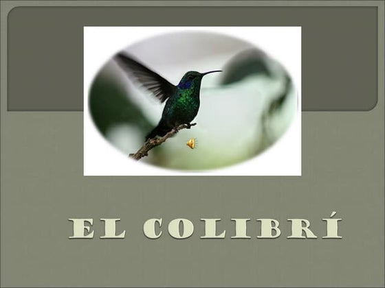 Colibrí | PPTX