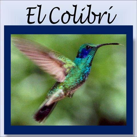 El Colibri 2 | PPT