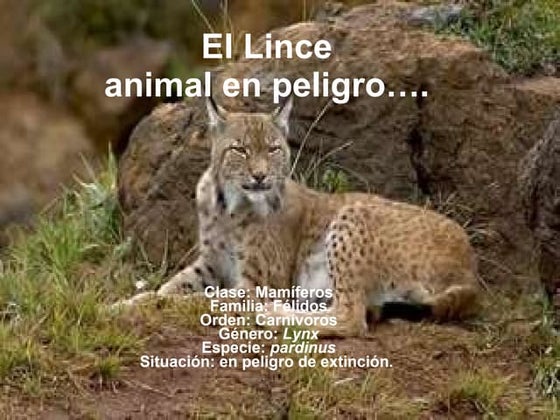 Presentación el lince ibérico | PPT