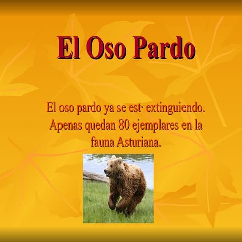 El Oso Pardo | PPT