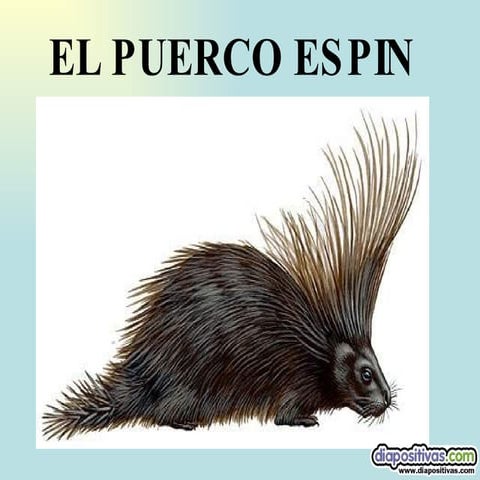 Puerco espin | PPS