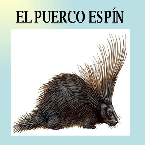 El puerco espin | PPS