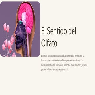 Sentido del olfato fisiologia ii | PPTX