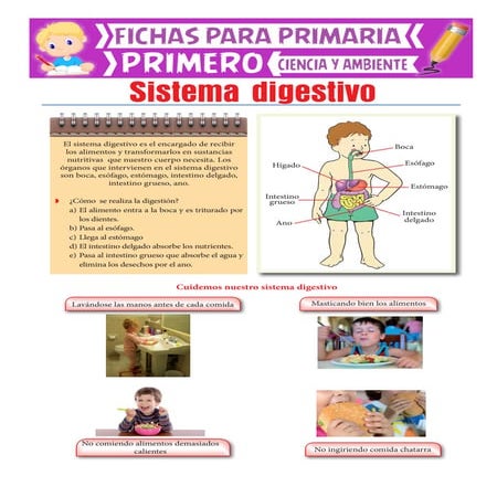 Hojas De Trabajo Sobre El Sistema Digestivo Para La Escuela Secundaria