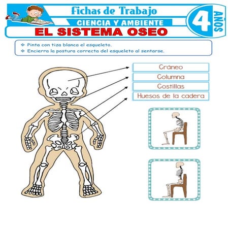 Sistema Oseo De Un Nino Anatomía Del Esqueleto Del Bebé En Vista