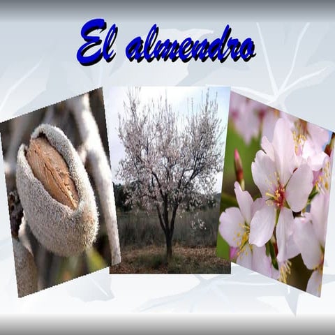 El Almendro | PPT