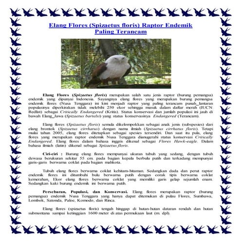 Elang Flores | PDF