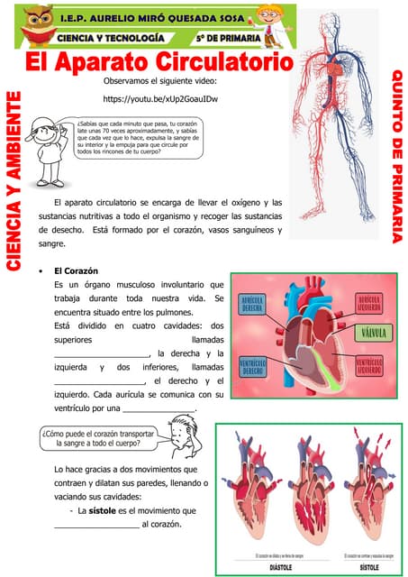 96094820-Triptico-de-Sistema-Circulatorio.docx