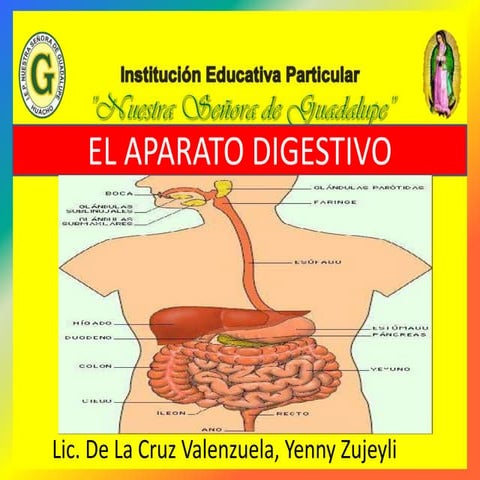 El sistema digestivo | PPT