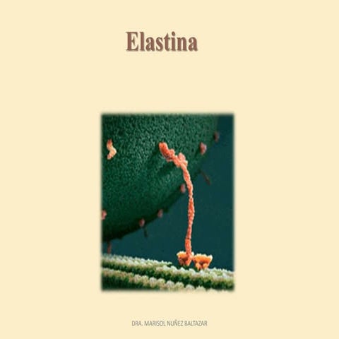 Elastina | PPTX
