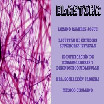 Elastina Y SUS CARACTERISTICAS BÁSICAS | PPTX
