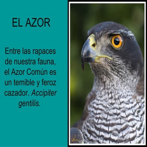 El azor comun | PPT