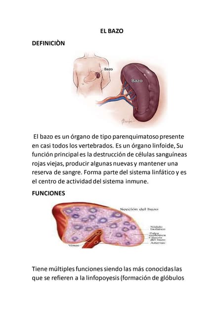 Anatomia del bazo | PPT