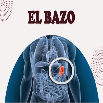 Fisiologia del bazo | PPTX