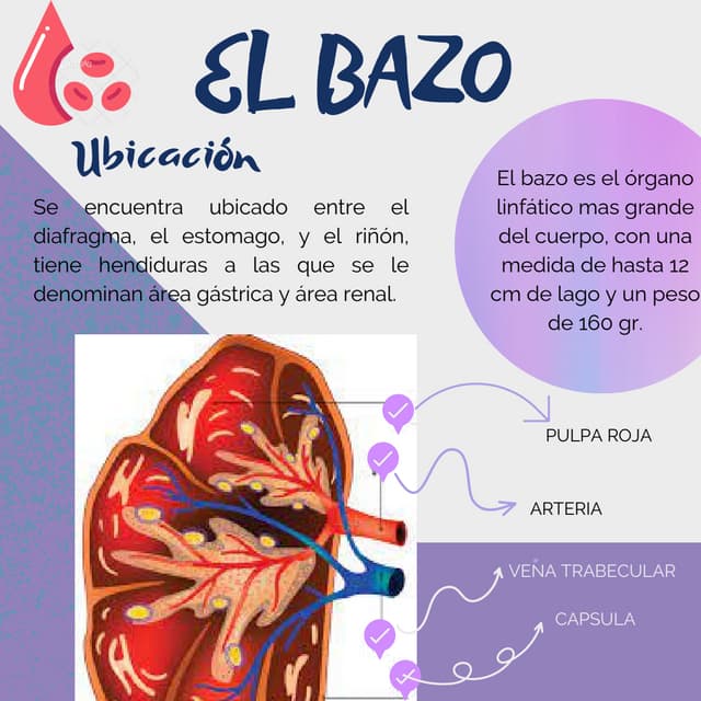 El bazo , sus funciones más importantes y su anatomia | PDF