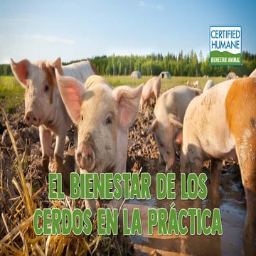 El bienestar de los cerdos en la practica.pdf