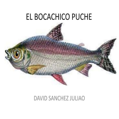 El bocachico puche ppt | PPTX