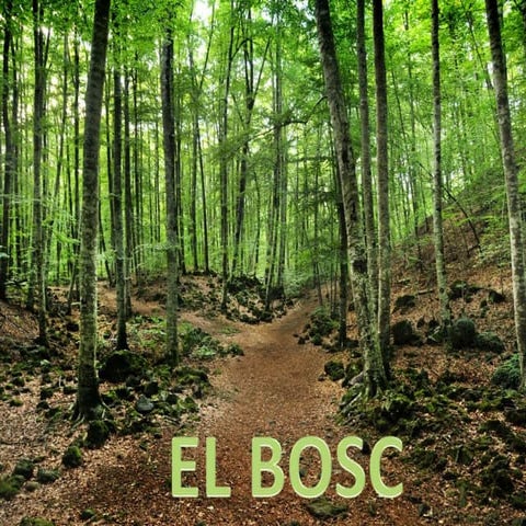 El bosc | PPT