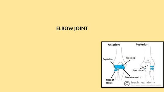 ANATOMICAL PULLEYS.ppt