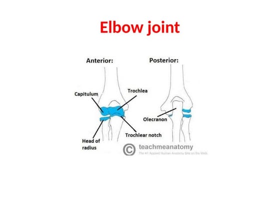 Anatomy of elbow joint | PPTX