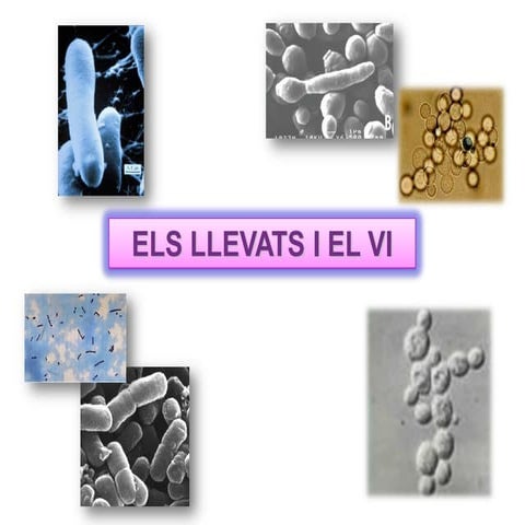El castellot llevats i vi (15.01.13) | PPT
