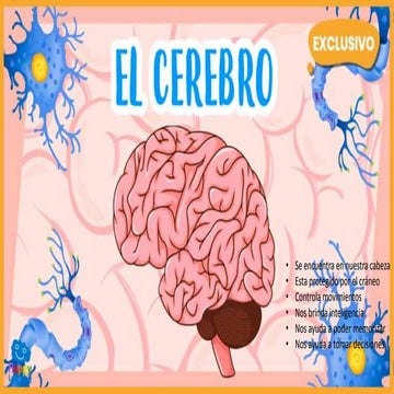 el cerebro.pptx