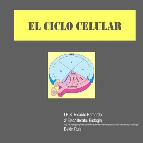 El ciclo celular | PPT