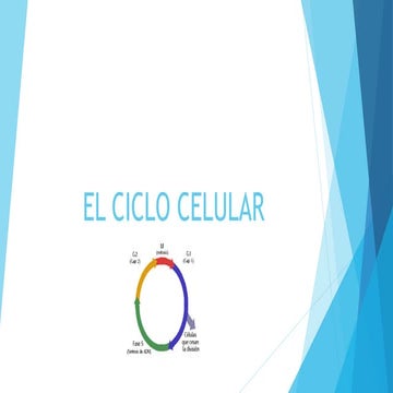 El ciclo celular | PPTX