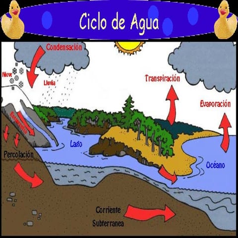 The Water Cycle: English and Spanish | PPTX