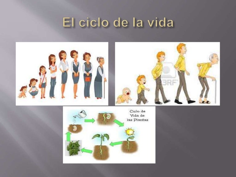 El ciclo de la vida 10 d