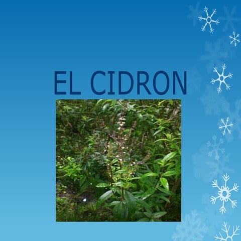 El cidron | PPTX