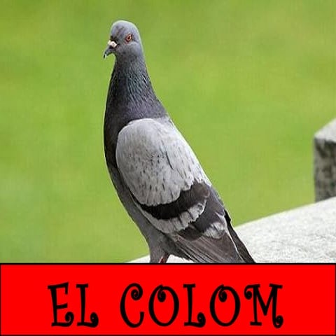 El colom | PPT