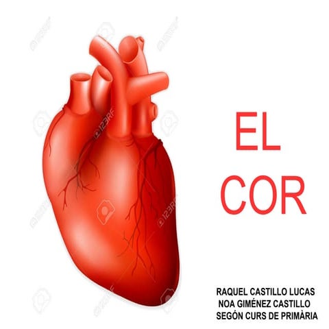 El cor | PPT
