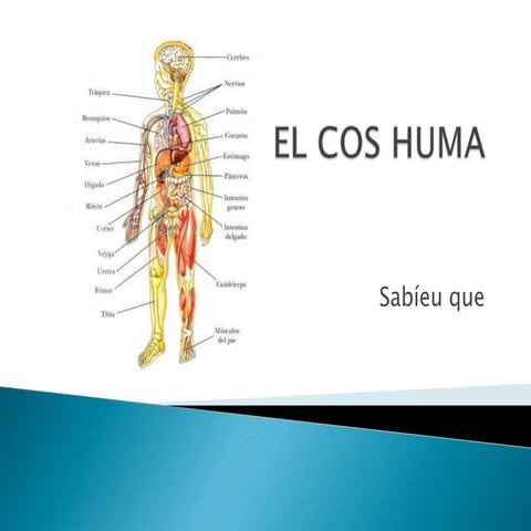 El cos huma | PPT