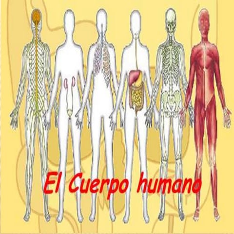 Anatomía y Fisiologia del Cuerpo Humano. | PPTX