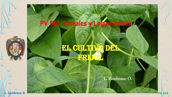 FRIJOL Common bean (Phaseolus vulgaris).pdf