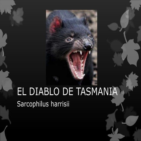 Demonio de tasmania (presentació) | PPTX