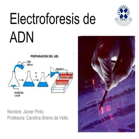 Electroforesis de ADN | PPTX