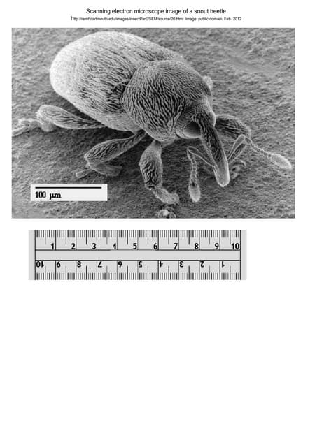 Electron micrograph ultrastructure_magnification | PPTX Electron micrograph ultrastructure_magnification | PPTX