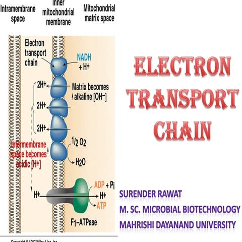 Electron Transport Chain Mitochondria
