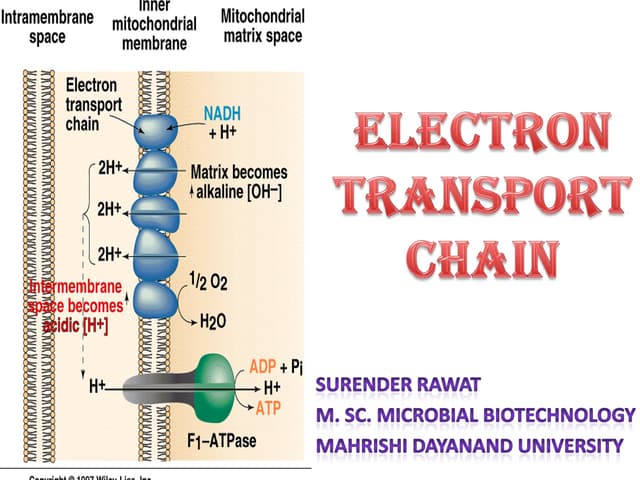 ELECTRON TRANSPORT CHAIN OF BACTERIA.pptx