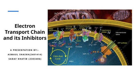 INHIBITORS AND UNCOUPLERS IN ELECTRONE TRANSPORT CHAIN | PPTX | Chemistry | Science