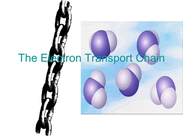 Electron transport chain | PPT